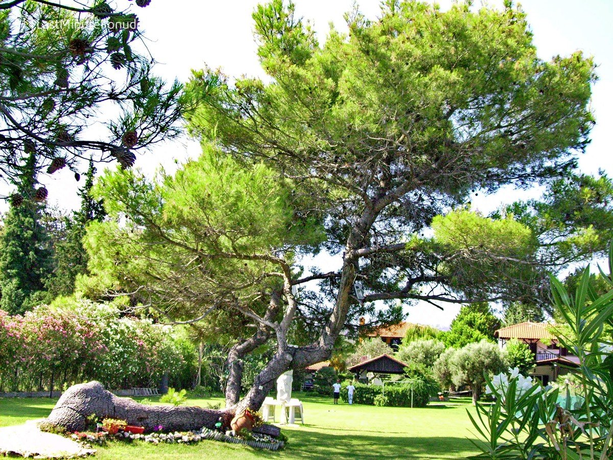 Last Minute Ponude fotogalerija - Polihrono